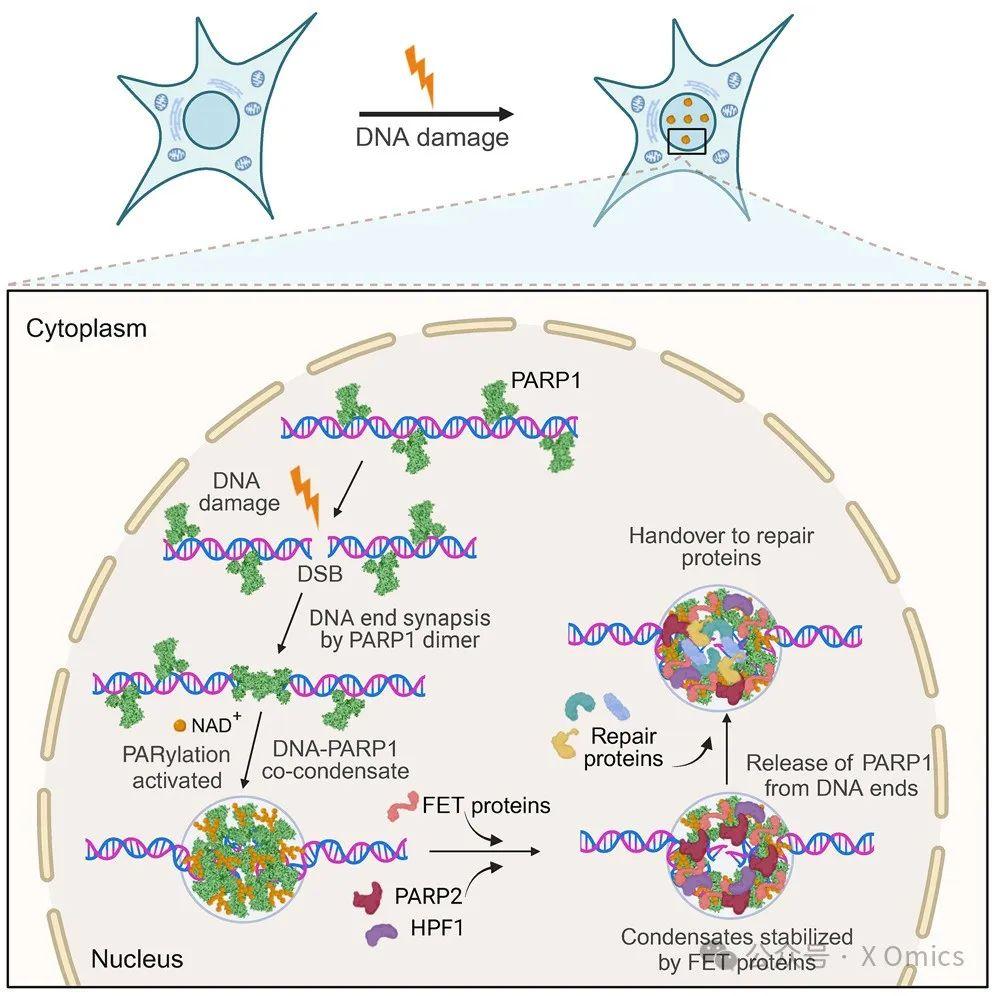 Cell｜PARP1-DNA 聚合物驱动 DNA 修复位点组装，以防止断裂的 DNA 末端分离 - 知乎