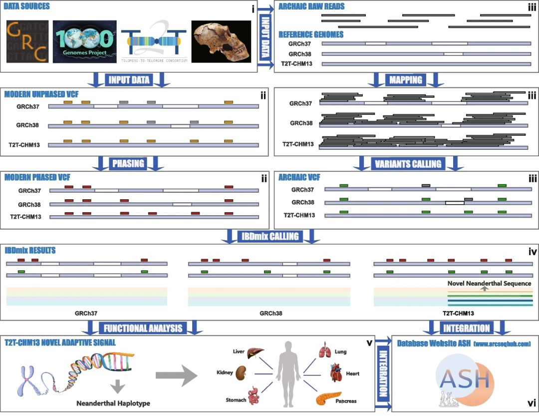 陈璐/毛亚飞Genome Biol发文：利用完整参考基因组T2T-CHM13精细分析现代人类中的尼安德特人渗入序列 - 知乎