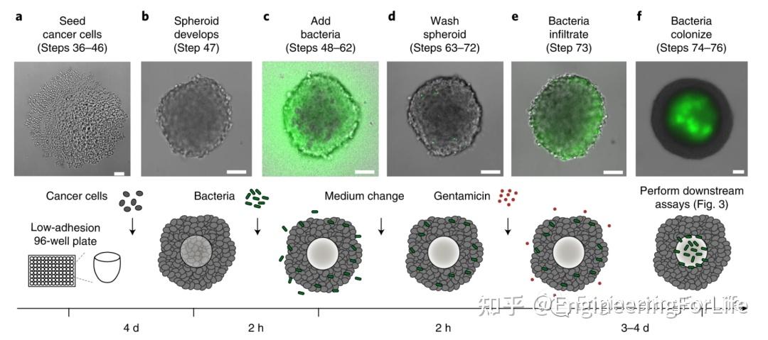 《Nature Protocols》：3D肿瘤球体内共培养细菌的快速筛选protocol - 知乎