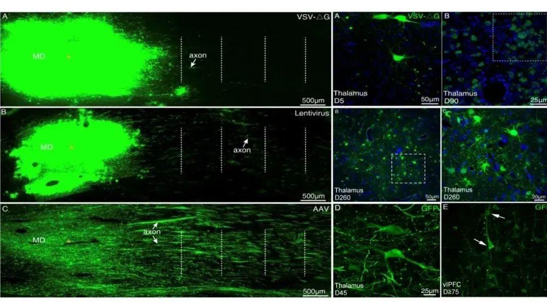 AAV、VSV和 LV在猕猴上的应用 - 知乎