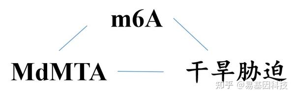 作物育种：MdMTA介导的RNA甲基化(m6A修饰)在苹果抗逆品种选育中的作用研究 - 知乎