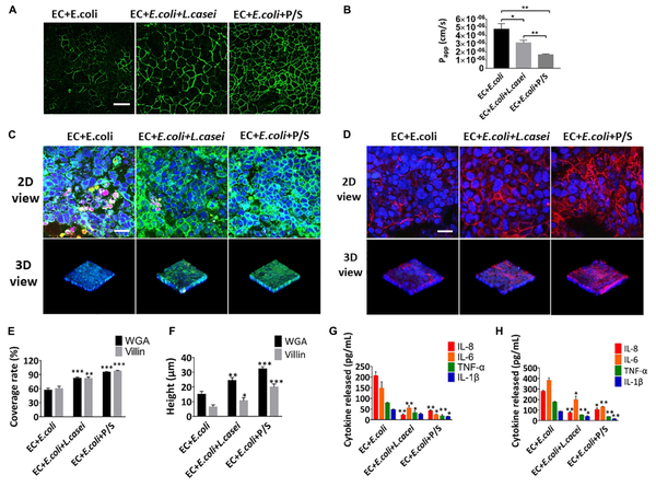 【器官芯片】肠道菌群微流控芯片模型构建 - 知乎