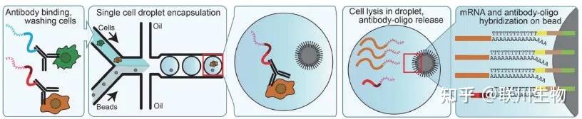 Cell Hashing技术介绍 | 单细胞专题 - 知乎