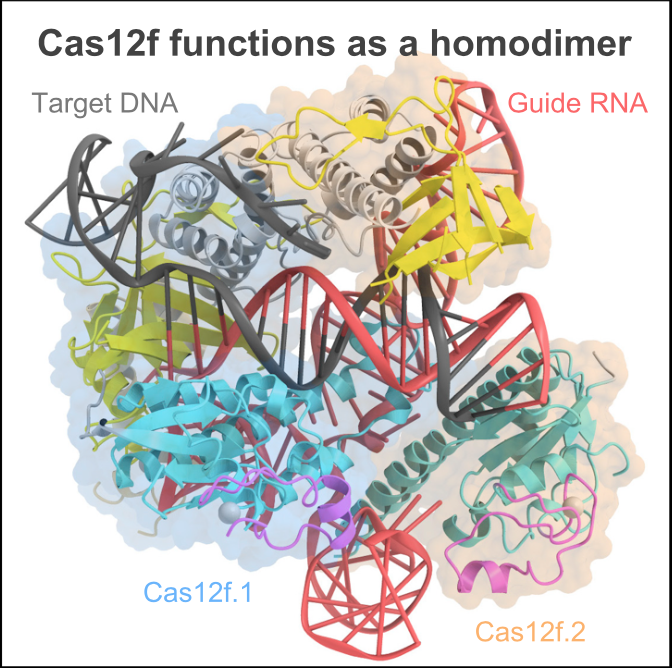 通过冷冻电镜解析微型V-F CRISPR-Cas效应酶的结构 - 知乎