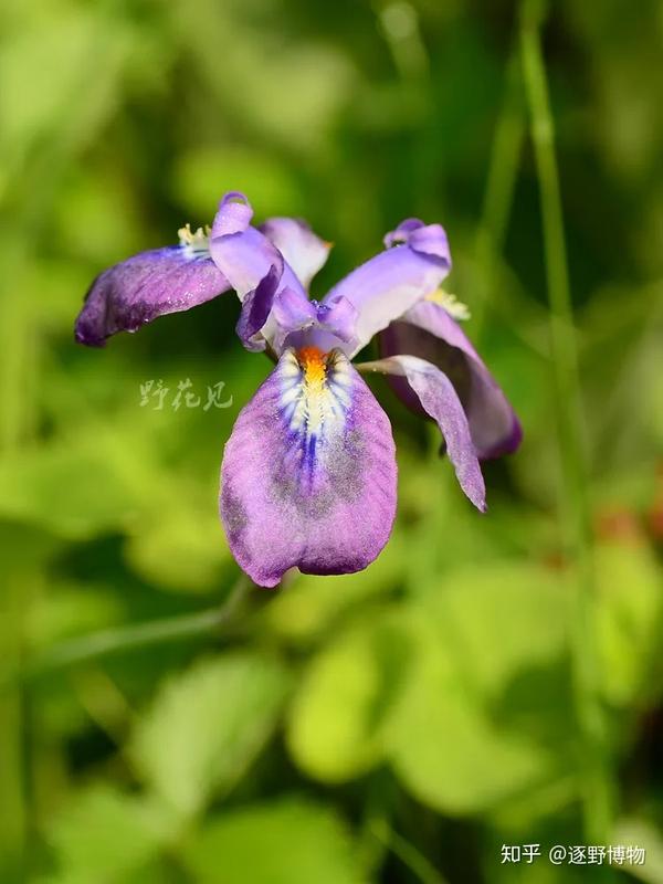 高山上的彩虹女神——鸢尾属Iris - 知乎