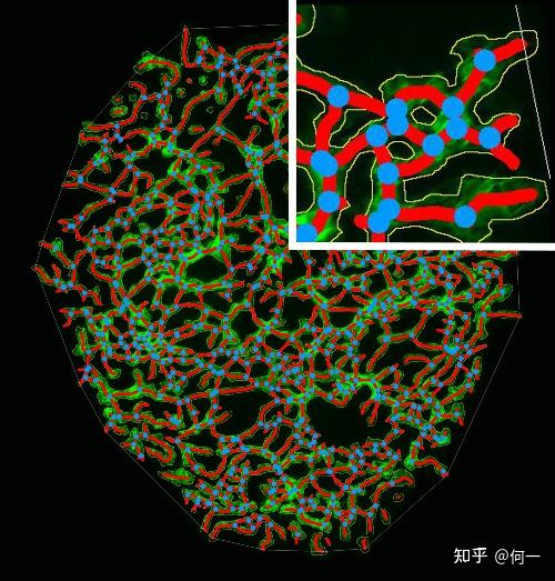 Angiotool 血管参数分析软件 - 知乎