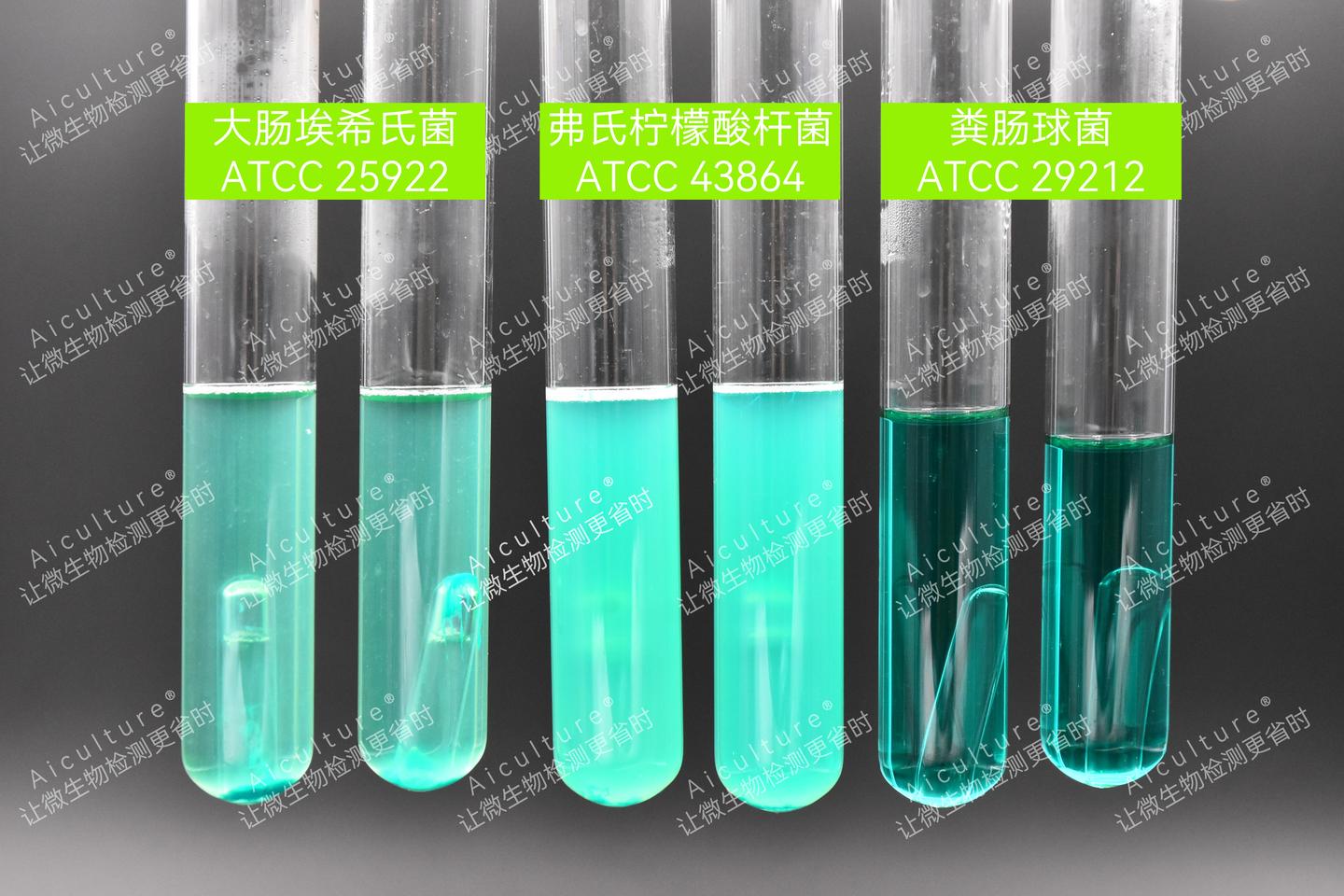 Aiculture|煌绿乳糖胆盐肉汤（BGLB）培养基操作指南 - 知乎