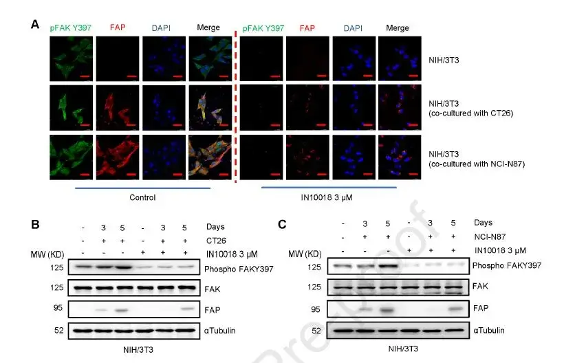 文献解读 | 靶向FAK改善肿瘤对ADC的摄取并增强抗癌作用 - 知乎