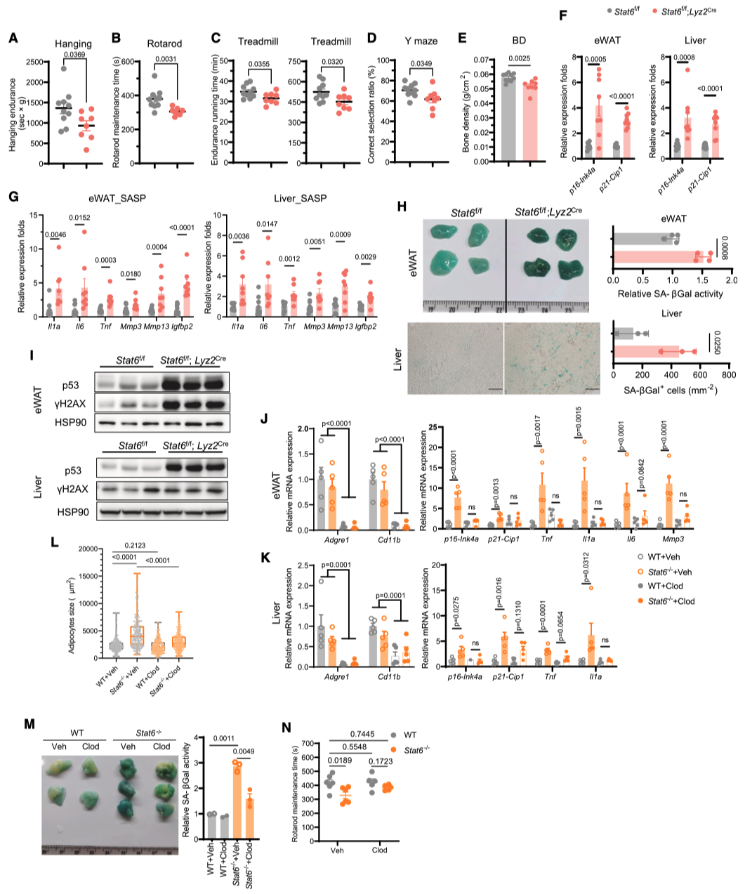 Immunity丨IL-4 可防止细胞衰老和机体老化 - 知乎