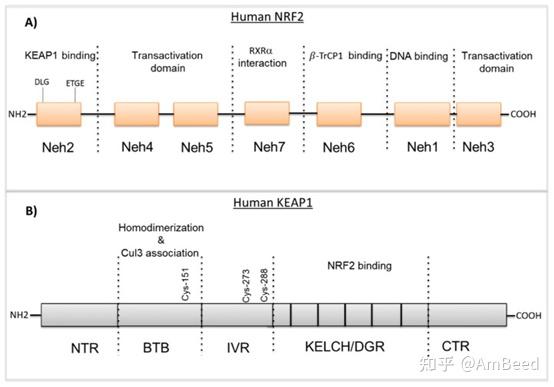 【AmBeed解析】探究Nrf2的作用机制 - 知乎