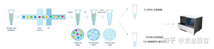 单细胞免疫组库在临床上的应用 - 知乎