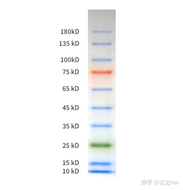 预染蛋白Marker (10-180 kDa)轻松识别和监测蛋白 - 知乎