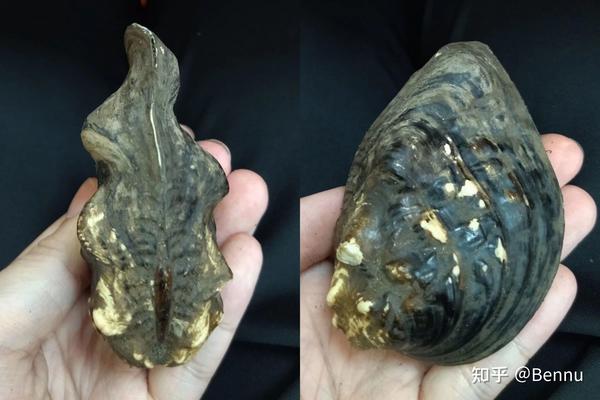 【动物标本】三巨瘤丽蚌Lamprotula triclava - 知乎