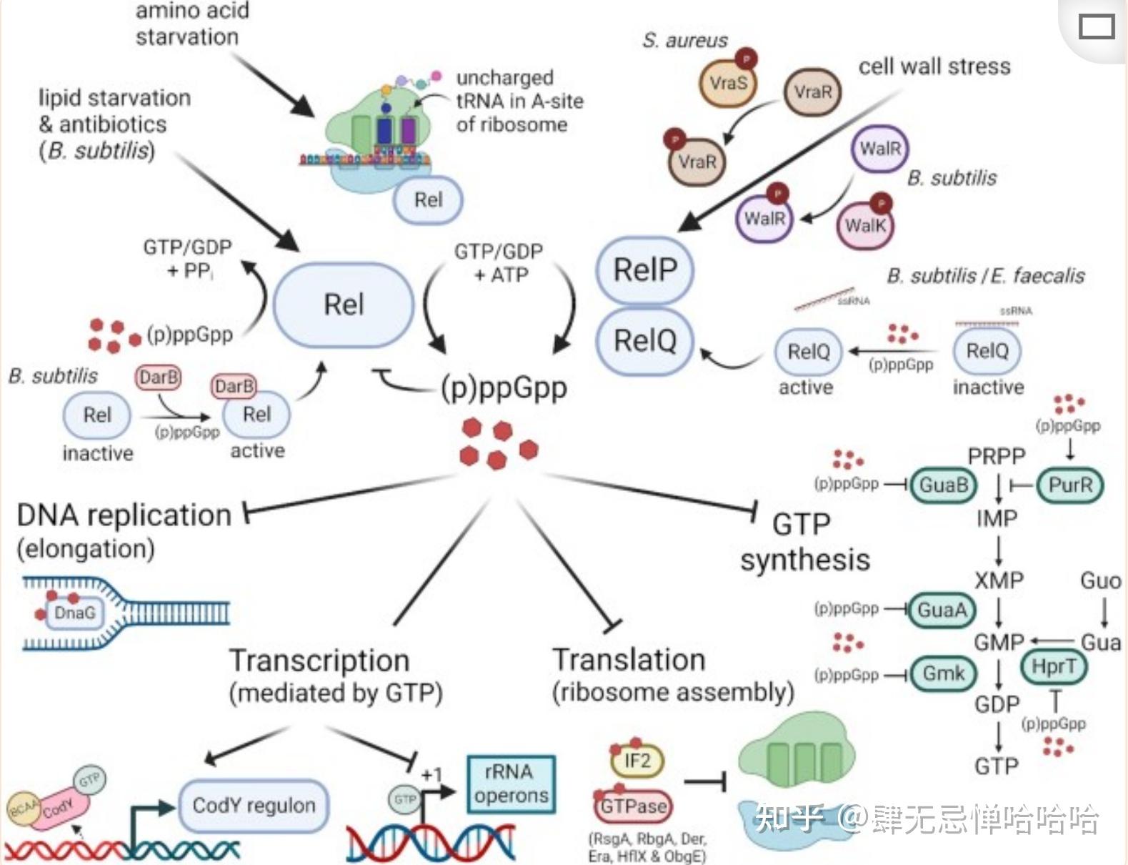 带你了解ppGpp - 知乎