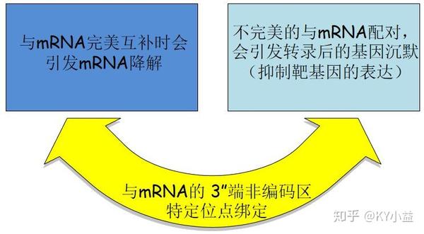miR-RNA在癌症领域的研究~（前沿篇） - 知乎