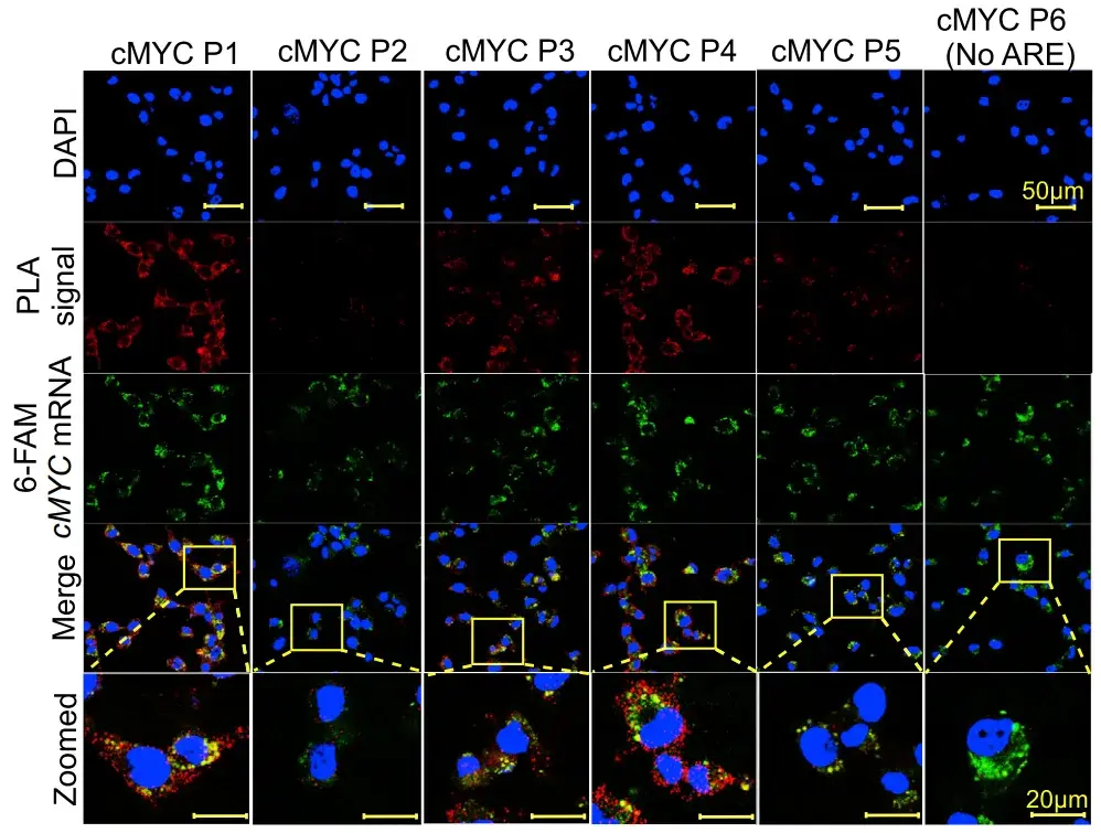 邻近连接技术：蛋白互作可视化的研究利器 - 知乎