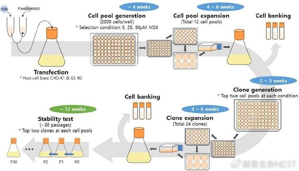 攻略CHO细胞＆CHO细胞培养基 - 知乎