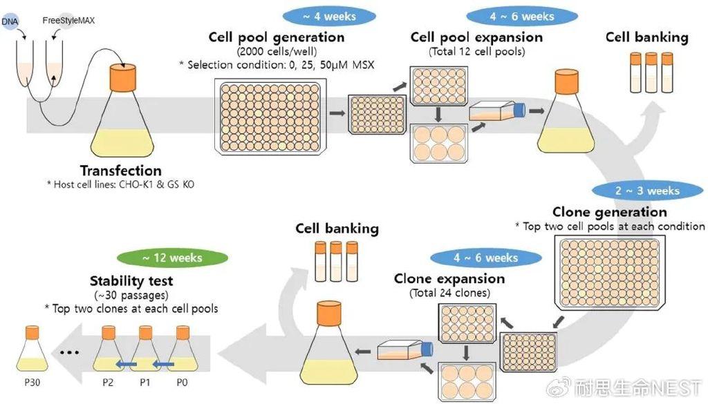 攻略CHO细胞＆CHO细胞培养基 - 知乎