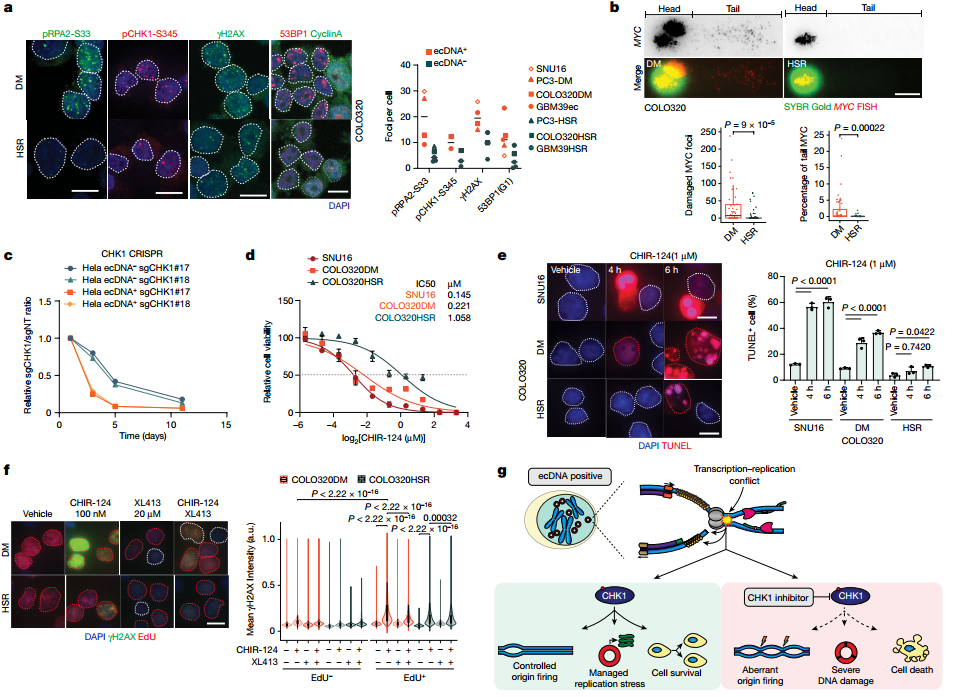 斯坦福大学Nature IF=50.5|增强ecDNA转录-复制冲突可以有效地治疗癌症 - 知乎