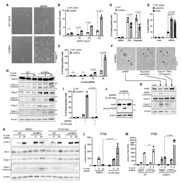 Molecular Cell丨应激颗粒是减震器，可防止对 dsRNA 产生过度的先天免疫反应 - 知乎