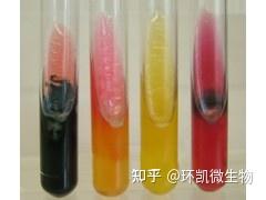 GB4789.4-2016沙门氏菌的检验过程及操作时的注意事项 - 知乎