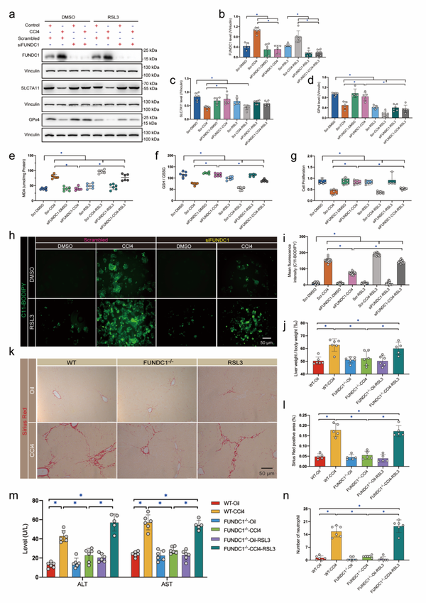 J Adv Res｜复旦大学中山医院团队阐述肝纤维化过程中线粒体自噬调控铁死亡的新机制 - 知乎