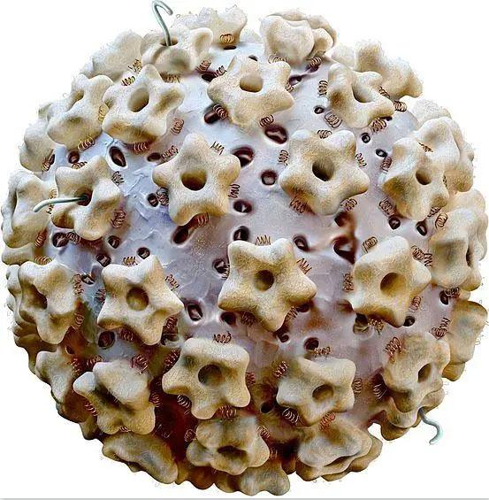 hpv病毒如何治疗 - HPV病毒 - 知乎