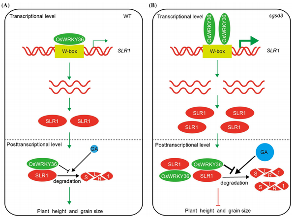 WRKY家族想做个自我介绍（一） - 知乎