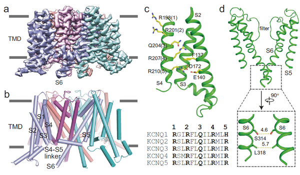 重大进展！Cell子刊揭示配体激活人源KCNQ2通道的分子基础 - 知乎
