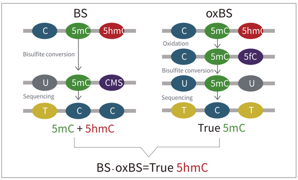 易基因 | 常用的6种DNA甲基化测序方法，你知道几个？ - 知乎