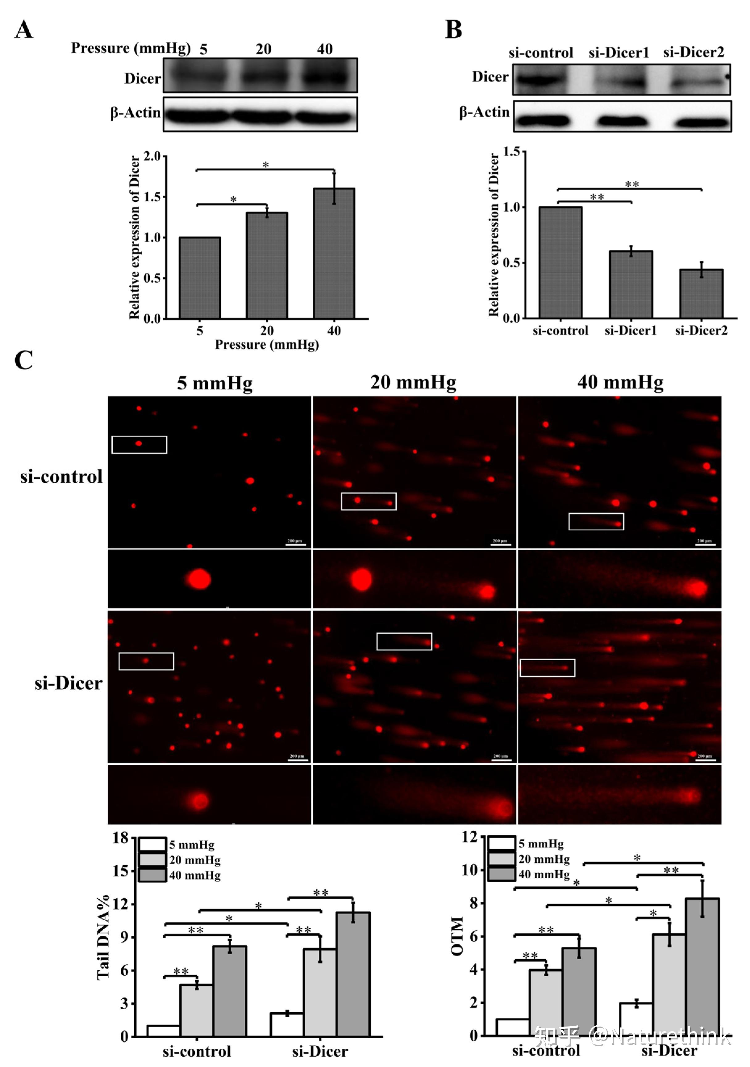 压力负荷通过 ERK1/2–Dicer 信号通路诱导人肝细胞系 L02 细胞中的 DNA 损伤 - 知乎