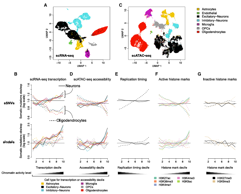 Cell | scWGS-seq＋snRNA-seq＋snATAC-seq—揭示人类不同的神经元和少突胶质细胞衰老体细胞突变模式 - 知乎