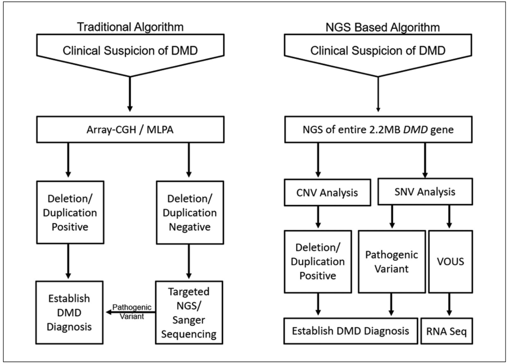【前沿速递】使用基于 NGS 的单次检测对DMD进行分子诊断 - 知乎
