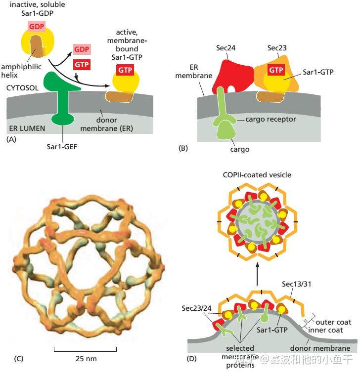 内质网和高尔基体的膜泡运输——膜泡的形成 - 知乎