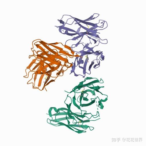 Single-Chain Fragment Variable (ScFv) - 知乎