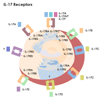 IL-17细胞因子及其受体家族研究进展 - 知乎
