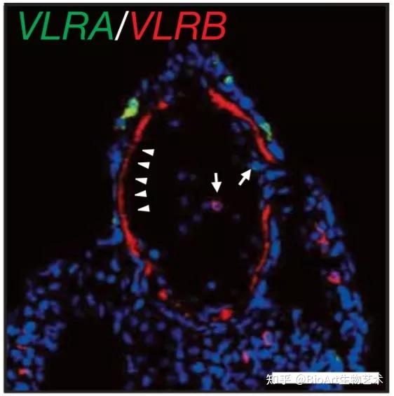 免疫领域20年之大发现——Nature Reviews Immunology纪念专刊 - 知乎