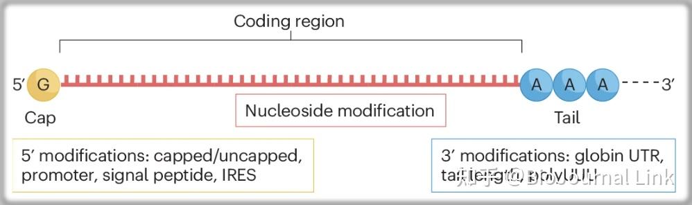 综述 | NatRevClinOncol | 癌症 mRNA 疫苗：临床进展与未来机遇 - 知乎