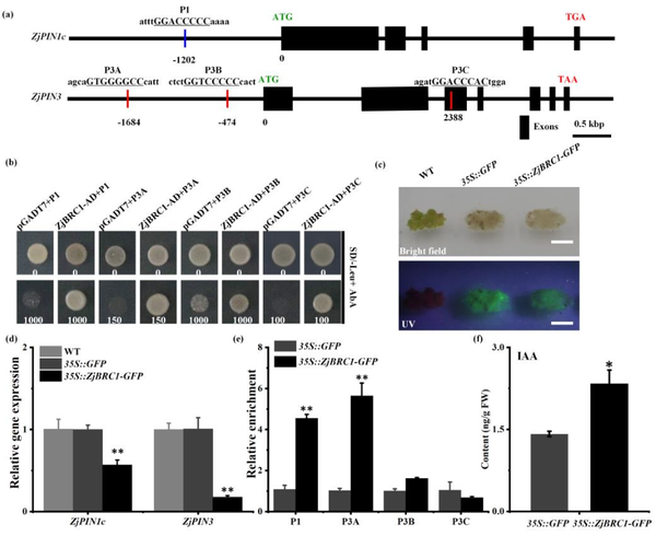 客户文章|Plant Cell Environ.枣植原体效应因子SJP1和SJP2诱导枣侧芽不断萌发形成丛枝 - 知乎