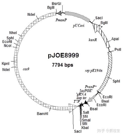 pJOE8999枯草芽孢杆菌CRISPR-Cas9系统基因编辑载体 - 知乎
