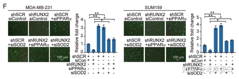 乳腺癌的发生与骨转移癌---- 解析RUNX2/NuRD(MTA1)/CRL4B复合体的作用机制 - 知乎