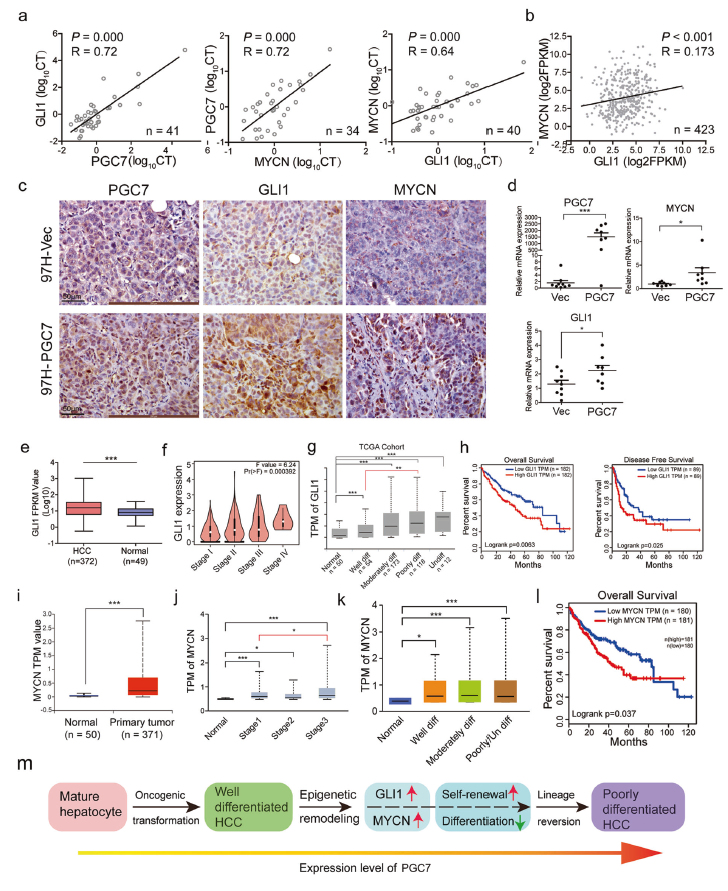 PGC7通过重塑关键发育转录因子的DNA甲基化模式促进肿瘤的致癌性去分化 - 知乎