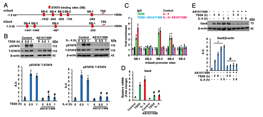 四图发PNAS丨STAT6诱导巨噬细胞中Gas6 的表达以清除凋亡的中性粒细胞并消除炎症 - 知乎