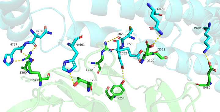 蛋白-蛋白相互作用分析及PyMOL可视化操作 - 知乎