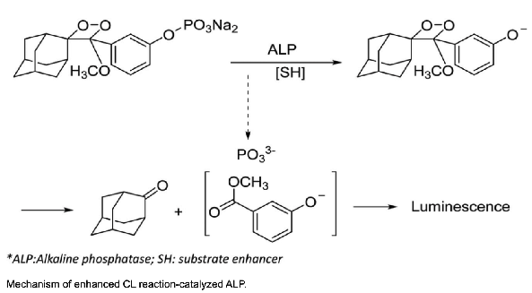 诊断酶学之细说碱性磷酸酶 | 高活性、快供应，完美直替进口！ - 知乎