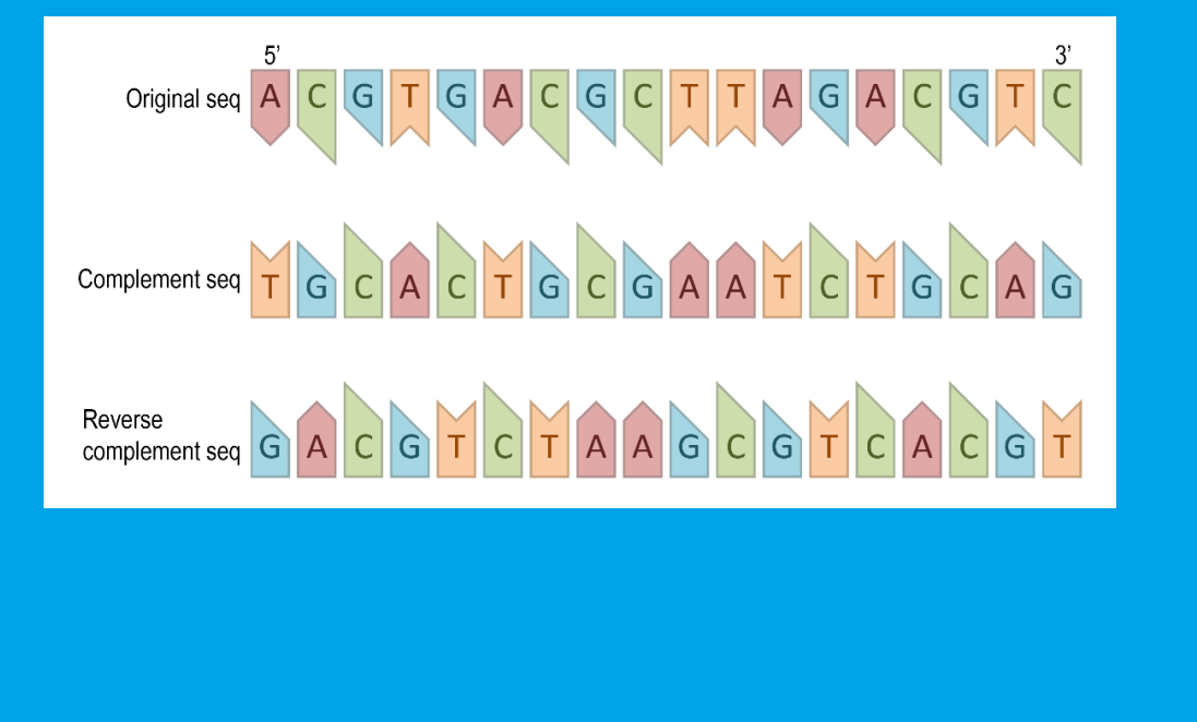 使用R获取DNA的反向互补序列 - 知乎