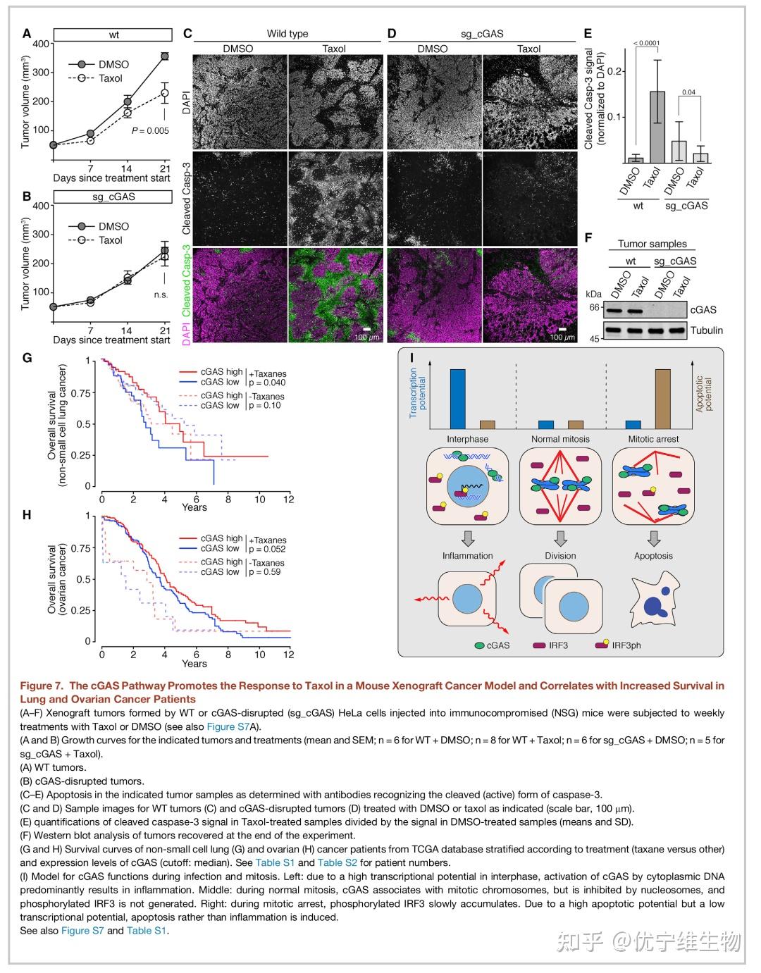 看19年Cell是怎么把cGAS促进细胞死亡讲明白的 - 知乎