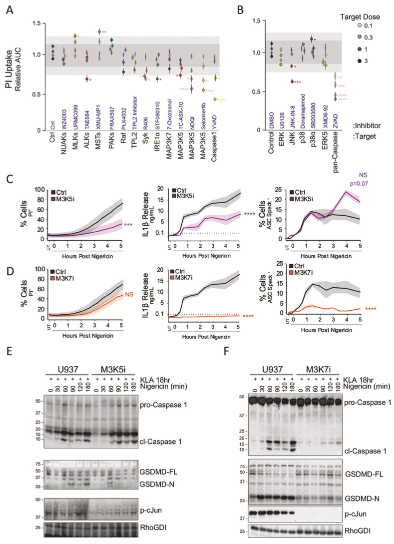 大CDD丨双相 JNK 信号揭示了不同的 MAP3K 复合物引发炎性体形成和细胞焦亡 - 知乎