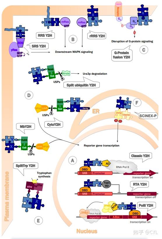 酵母双杂交（Y2H）延伸系统 - 知乎