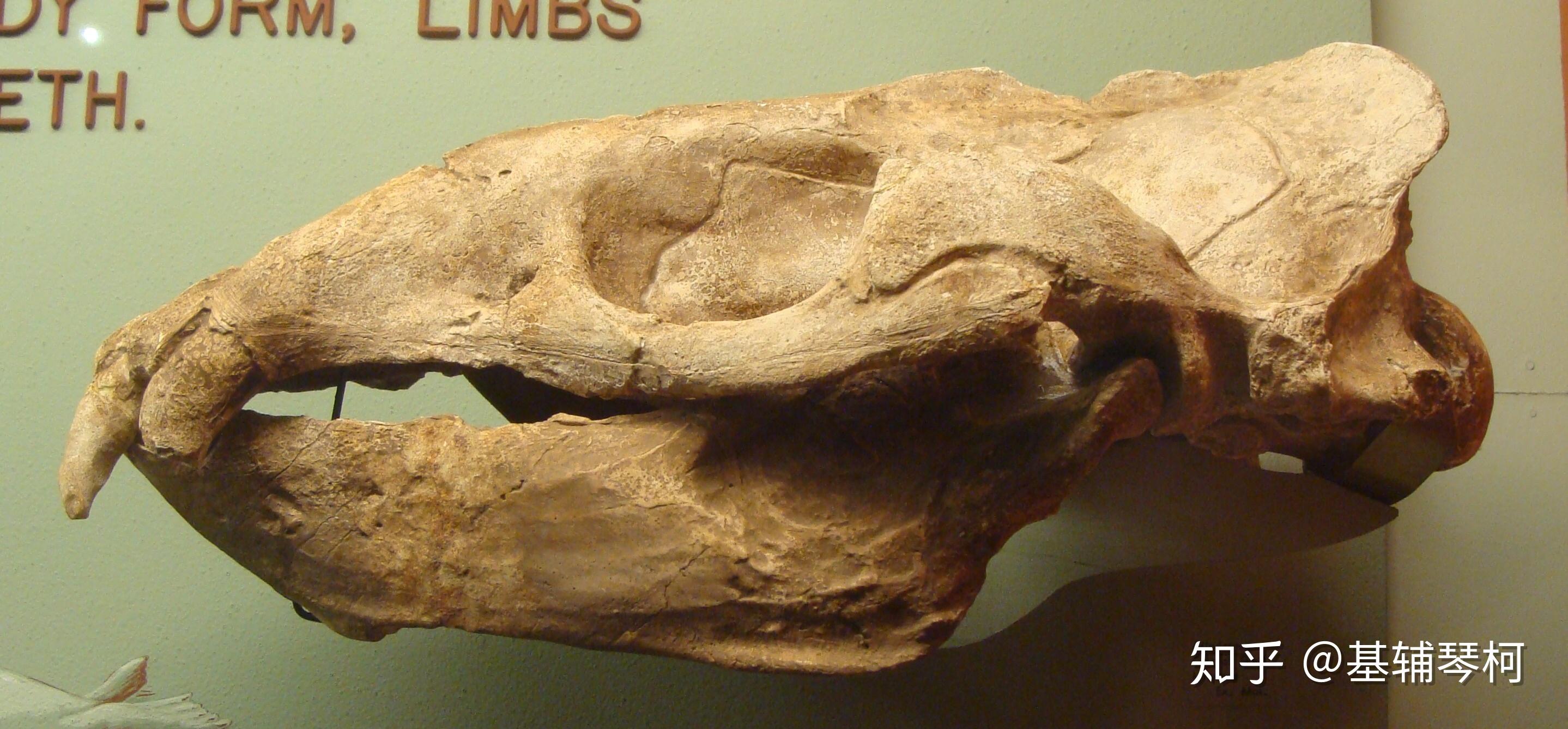 新生代巨兽猛兽与其他掠食者精简名录：古兽争锋榜（新近纪篇） - 知乎